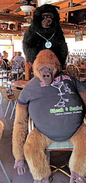 Monkey Bar to celebrate a decade full of Happy Hours - Cape Coral Breeze